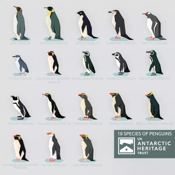 Can you name the 18 species of penguins?